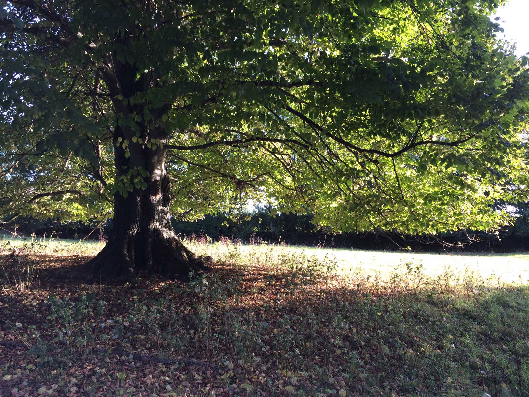 Shobrooke Park: Relaxing Park in Devon
